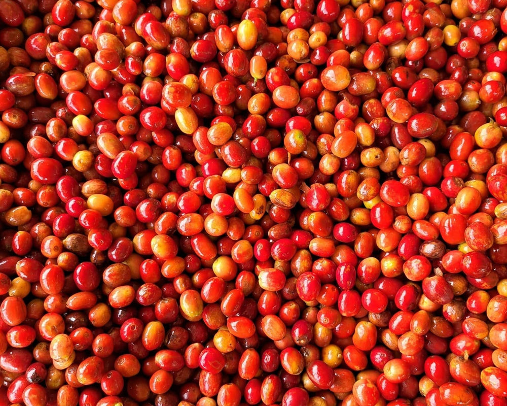 Regenerative agriculture in the coffee sector - A case study | Wakuli ...